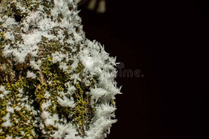 Enchanted Winter: Frost-Covered Tree Bark Glimmering in Darkness Stock ...
