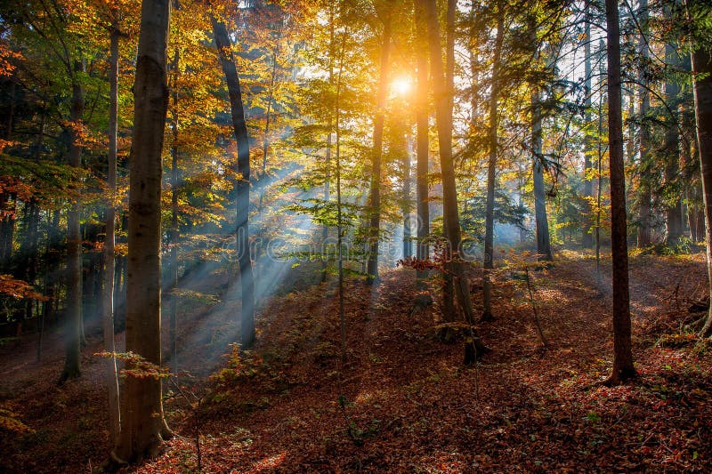 Enchanted woods stock photo. Image of reflection, tree - 104883776