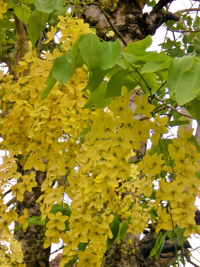 Enchanting Angsana Flower Stock Photos - Free & Royalty-Free Stock ...