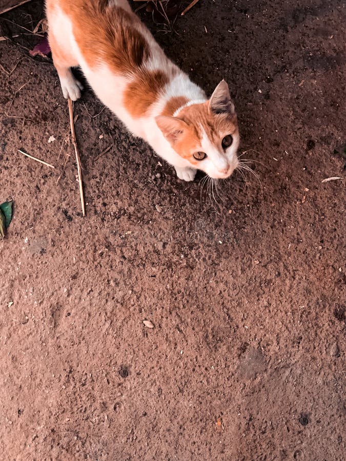Enchanting Beauty of Golden Cat a Visual Delight Stock Photo - Image of ...