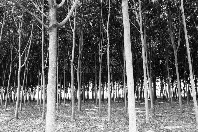 Enchanting Forest Lane through Rubber Tree Plantation Stock Image ...