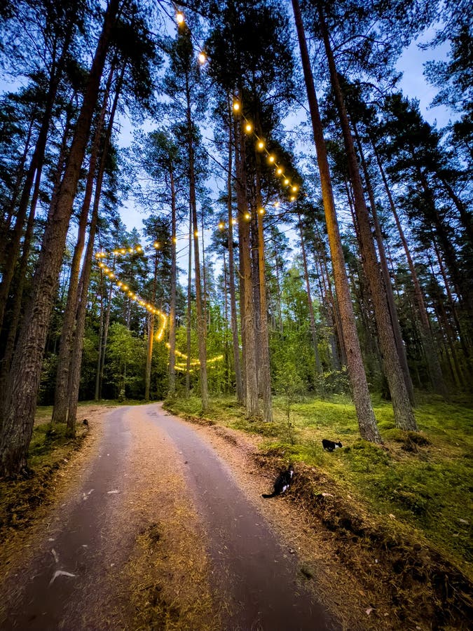 Enchanting Forest Path with Cats and String Lights at Dusk Stock Photo ...