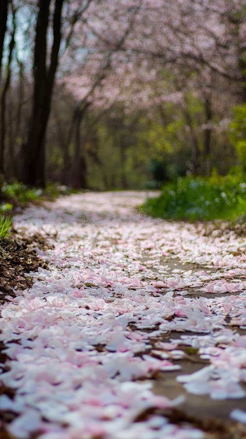 Enchanting Forest Pathway Covered in Delicate Pink Cherry Blossom ...