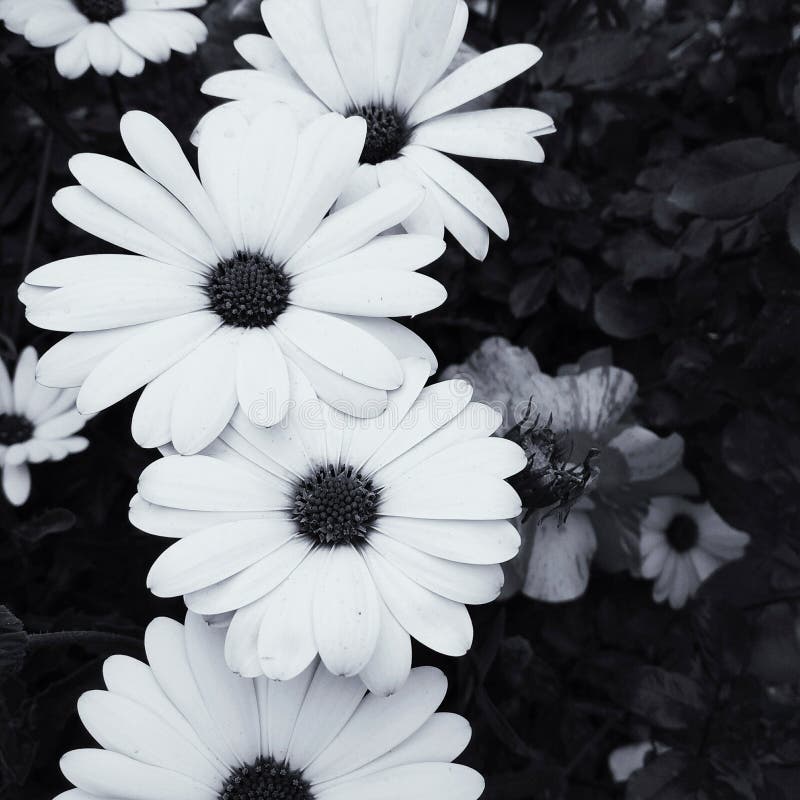 Enchanting petals stock photo. Image of enchanting, beauty - 152193188 Enchanting petals stock photo. Image of enchanting, beauty - 152193188