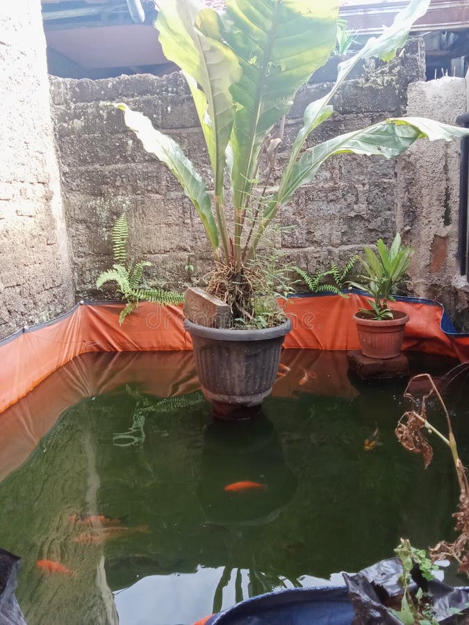 Enchanting Simple Fish Pond Stock Photo - Image of fish, nature: 277615778