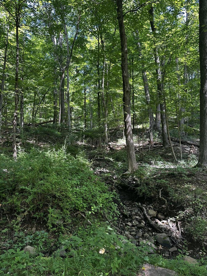 Deep in a Dense Forest stock photo. Image of sunlight - 356583366