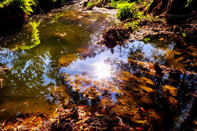 Enchanting Wilderness: Forest Trail Scene in Deep Woodland Stock Image ...