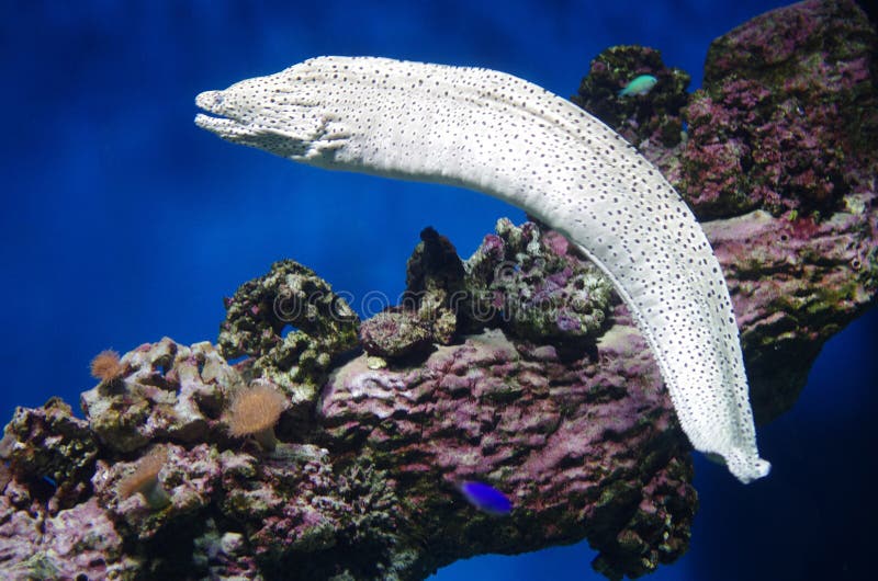 Enchelycore Pardalis, Commonly Called Leopard Moray Eel or Dragon Moray ...