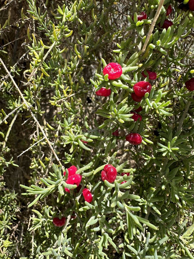 Enchylaena Tomentosa, Commonly Known As Barrier Saltbush or Ruby ...