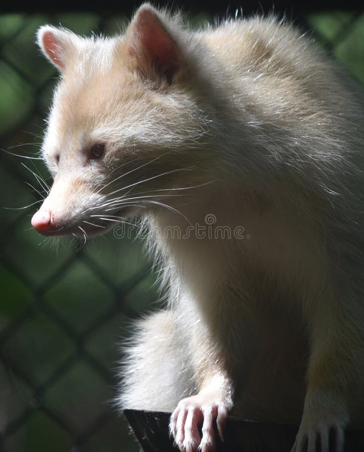 Encima De Cierre Con Un Mapache Blanco Foto de archivo - Imagen de ...