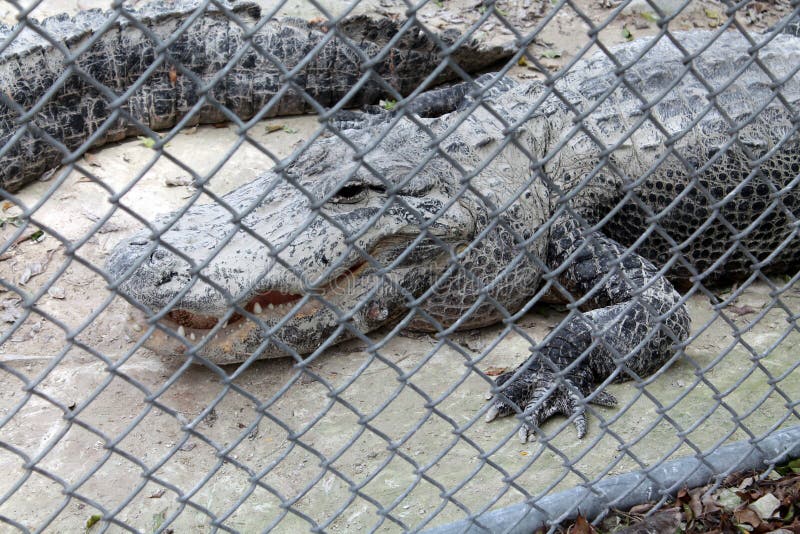 Corrupt Crocodile Drawing Stock Photos - Free & Royalty-Free Stock ...