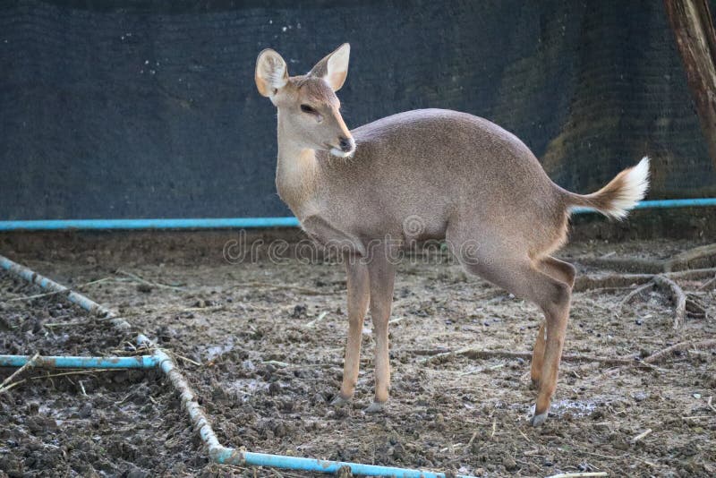 528 Deer Facing Camera Stock Photos - Free & Royalty-Free Stock Photos ...