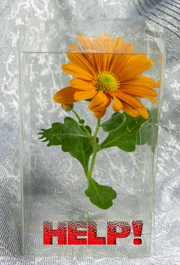 Enclosed flower. stock photo. Image of flower, gift - 202610950