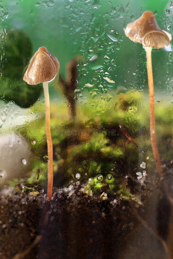 Enclosed Mushrooms stock image. Image of leaf, magic - 314577555