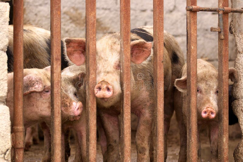 Enclosed pigs stock photo. Image of animal, smell, stable - 20320710