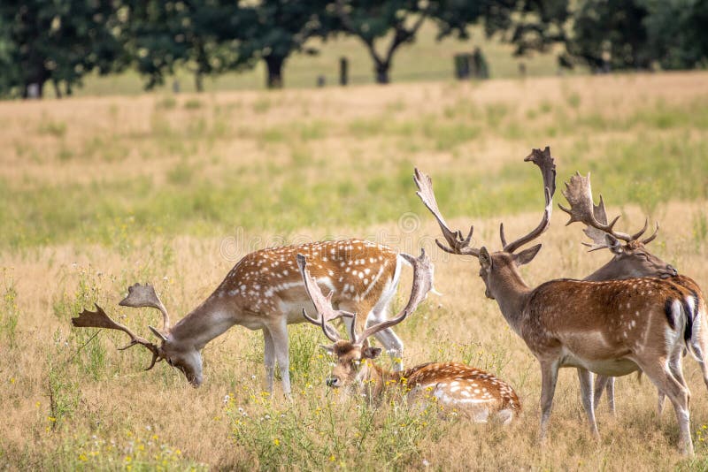 In Enclosure Many Fallow Deer Live Together in a Group Stock Image ...