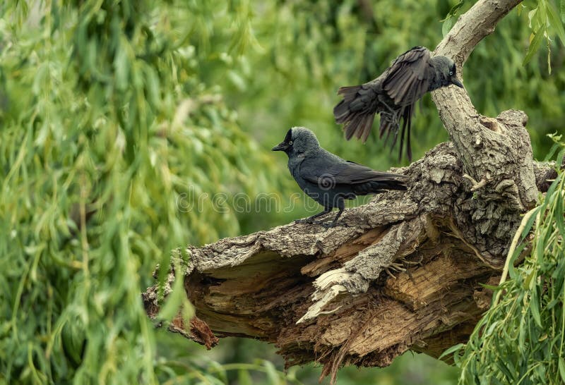 Encountered animals stock photo. Image of wild, animals - 277859954