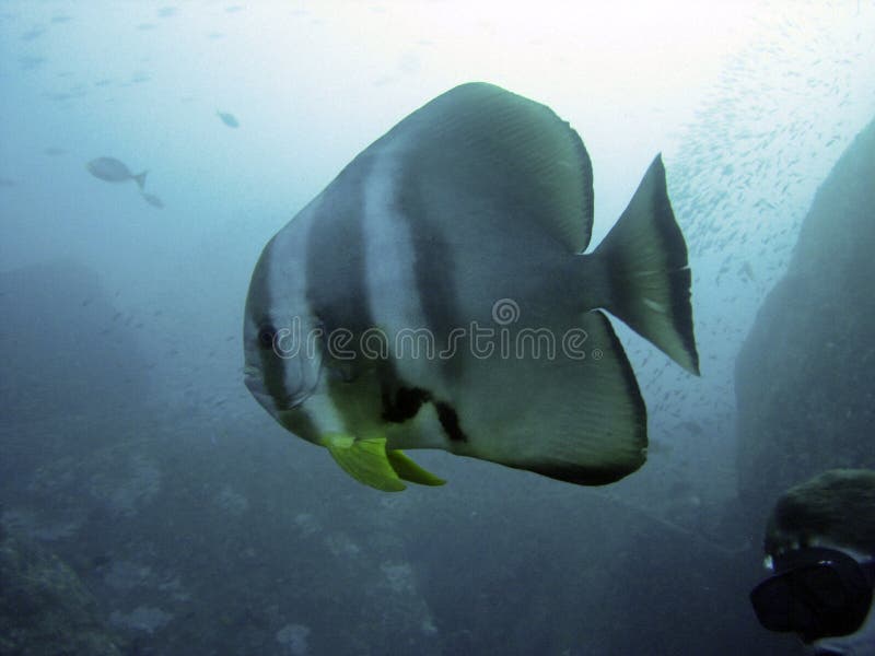Big bat fish stock photo. Image of finding, blue, hiding - 233960882
