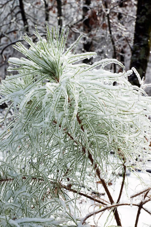 Encrusted Needles Loblolly Pine (Pinus Taeda) after Freezing Ra Stock ...