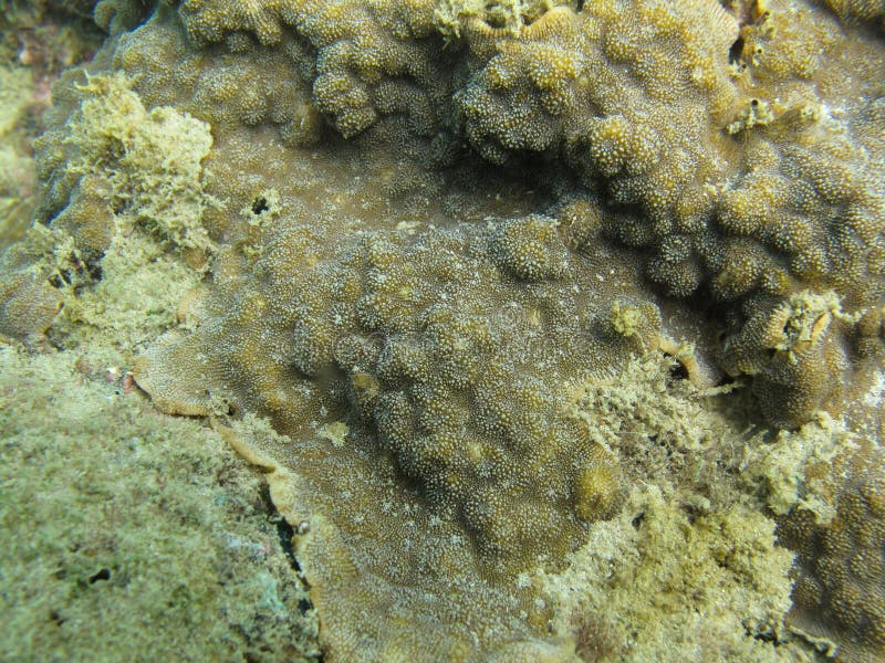 Coral encrusting sponge stock photo. Image of cliona - 40284578