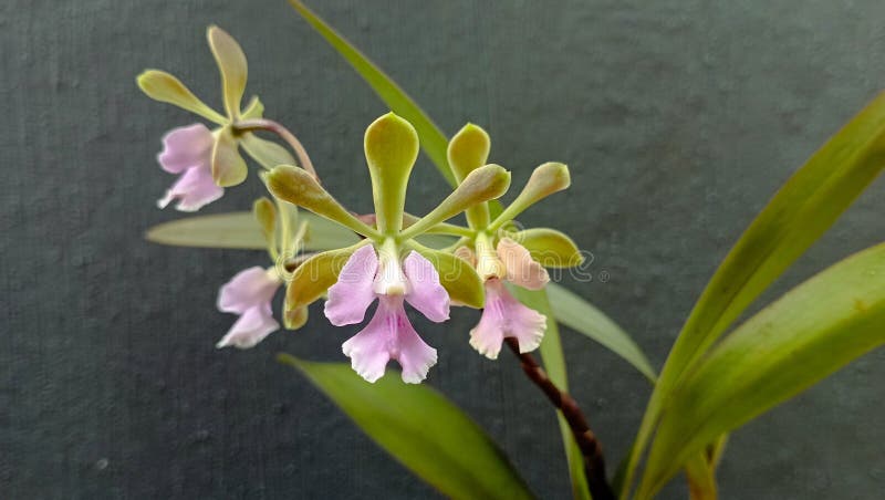 Encyclia Diurna Very Fragrant Flower Orchids Stock Photo - Image of ...