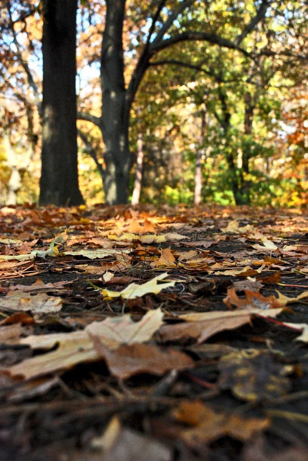 End of autumn stock photo. Image of nature, color, transformation - 6982424