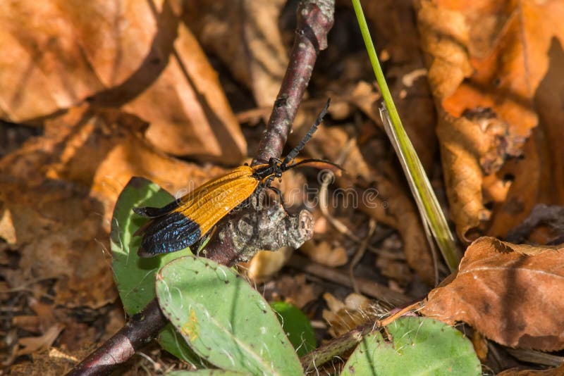 Beetles Band Stock Photos - Free & Royalty-Free Stock Photos from ...