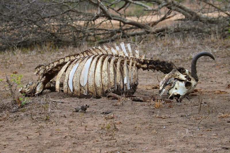Skeleton Wild African Buffalo Stock Photos - Free & Royalty-Free Stock ...