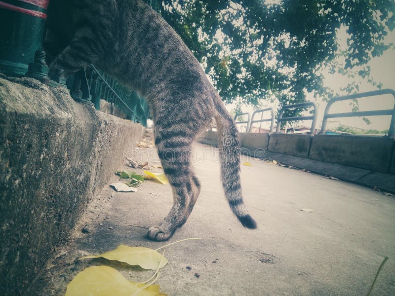 The End of the Cat with Legs and Tail Stock Image - Image of angle ...