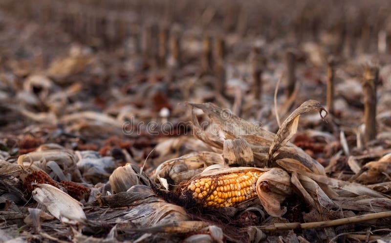 The End of Corn stock photo. Image of rural, outdoor - 36531206