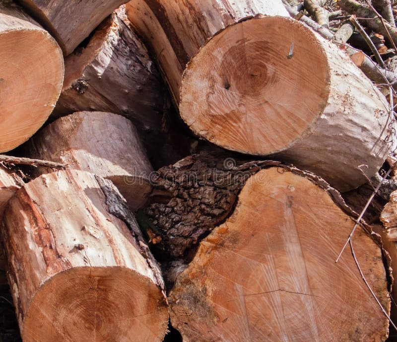 End of Cut Pine Logs in a Stacked Pile with Saw Marks Stock Image ...