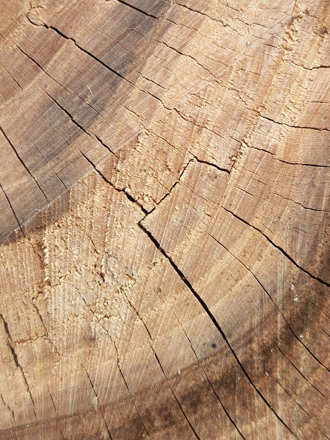 End Cut of a Tree. Texture of the End of the Log Stock Image - Image of ...