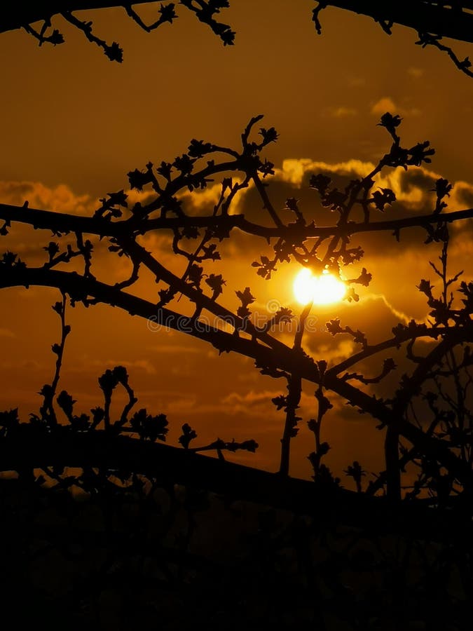 Finalized day stock photo. Image of tree, plant, sunlight - 177621718
