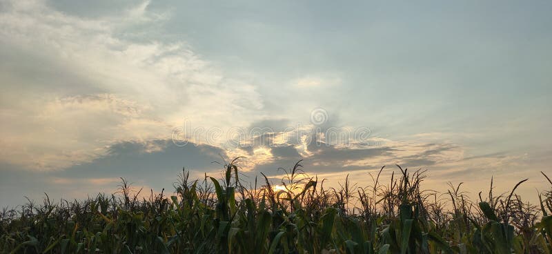 The End of Day Light Its Called Sunsets Stock Image - Image of field ...