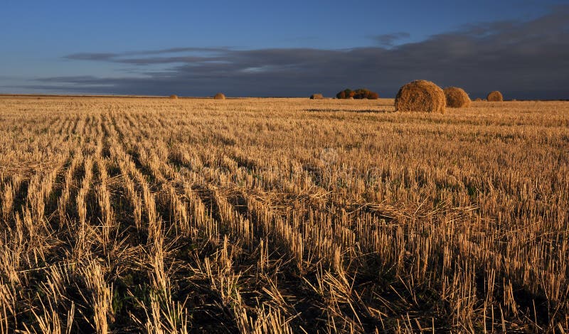 End of day over field stock photo. Image of summer, sunlight - 12257484