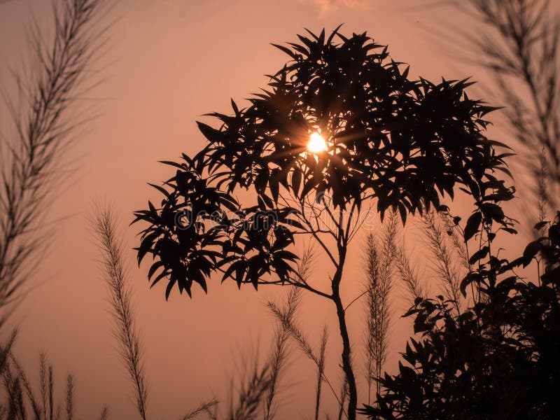 Silouette Grass Tree Stock Photos - Free & Royalty-Free Stock Photos ...