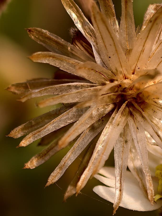 End days of glorious life stock photo. Image of sunlight - 392654604