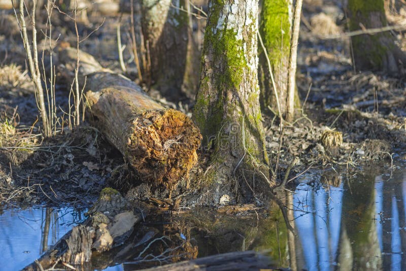End of Decaying Log in Swamp Stock Photo - Image of swamp, moss: 214475078