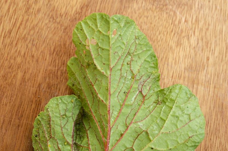 End of Dorsal Side of Radish Leaf Stock Photo - Image of tropical ...