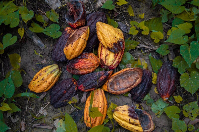 End of the empty shell stock image. Image of empty, local - 263039353