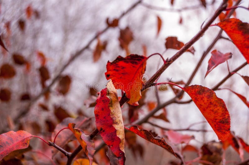 End of Fall stock photo. Image of branch, macro, autum - 81734422