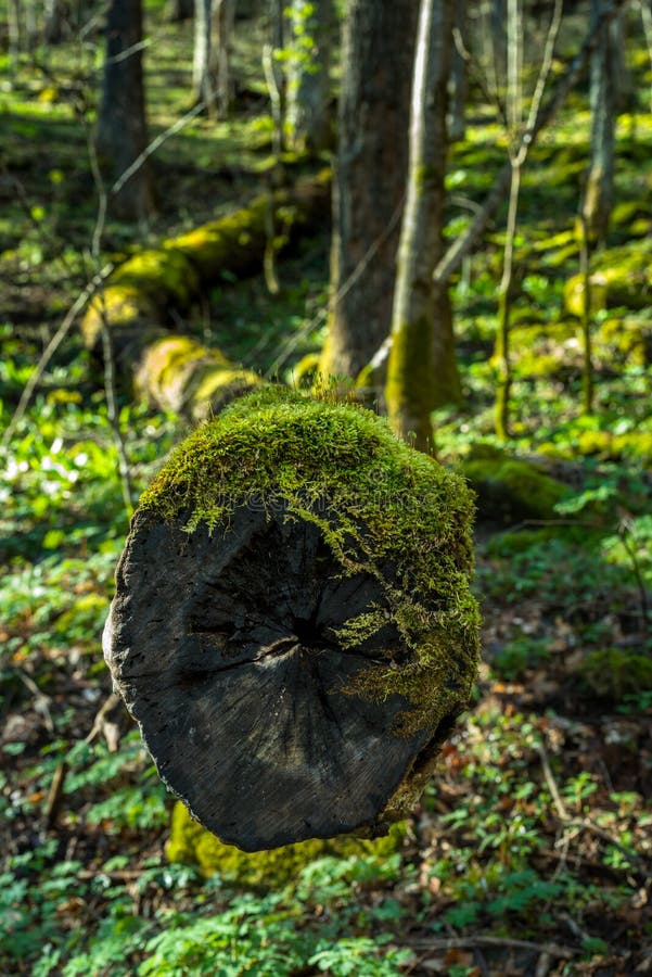 End of Fallen Tree in the Woods Stock Image - Image of trunk, trees ...