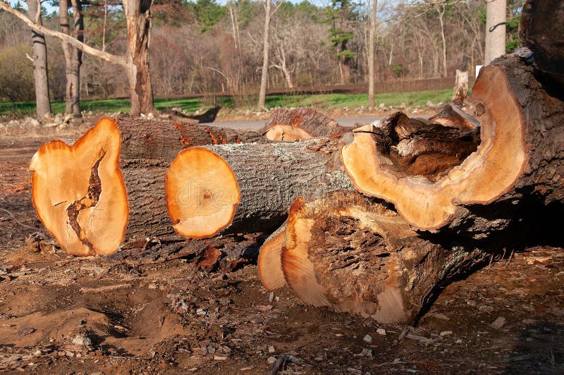 Logs of huge pine tree stock photo. Image of rings, circles - 146550488