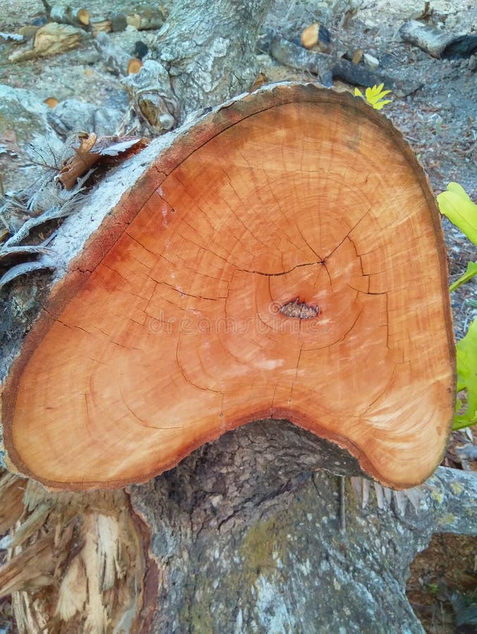 End Grain Cut Log with Reverse Heart Shape. Stock Image - Image of ...