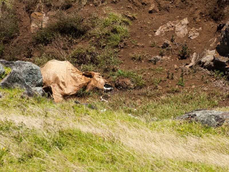 End of Life stock image. Image of dying, arid, bone, skin - 30688049