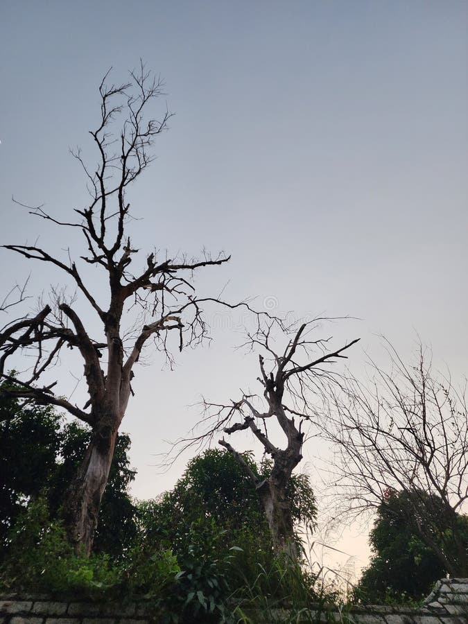 End of life with trees stock photo. Image of morning - 271421708