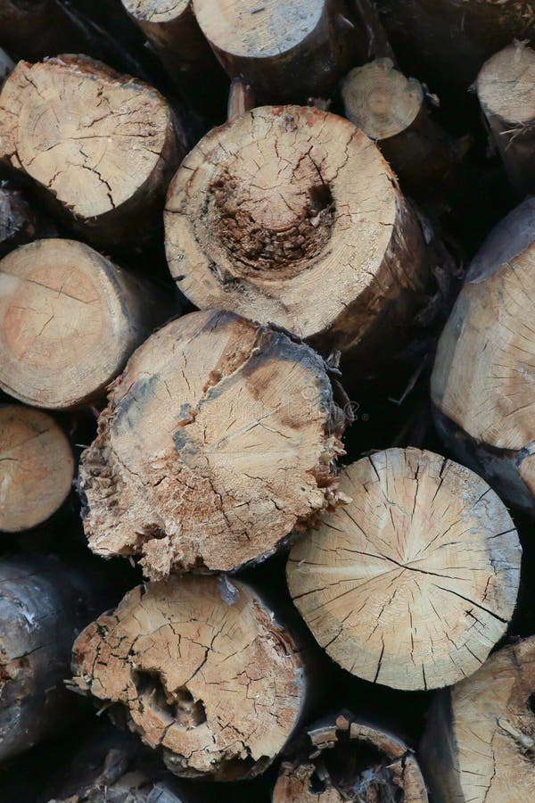 Stack of Trunks Arranged on the Wooded Path Stock Photo - Image of glow ...