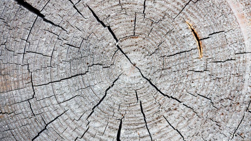 End of an old tree stock image. Image of striped, macro - 82772961