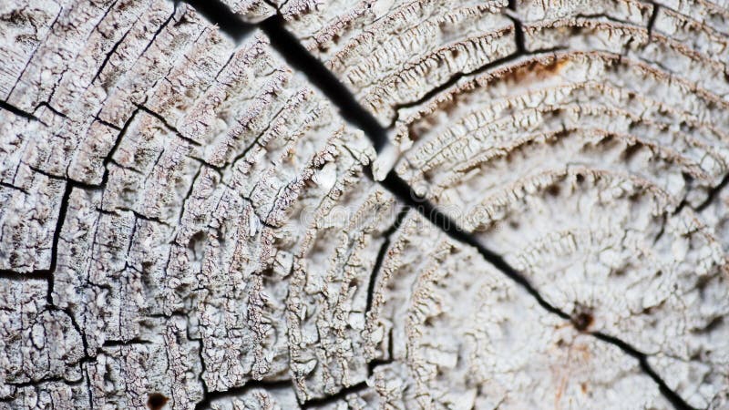 End of an old tree stock image. Image of closeup, material - 82773353
