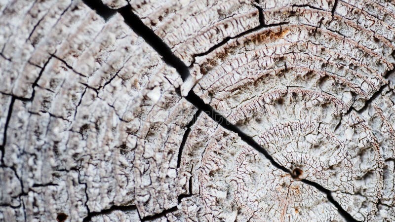 End of an old tree stock image. Image of ring, grunge - 82773367